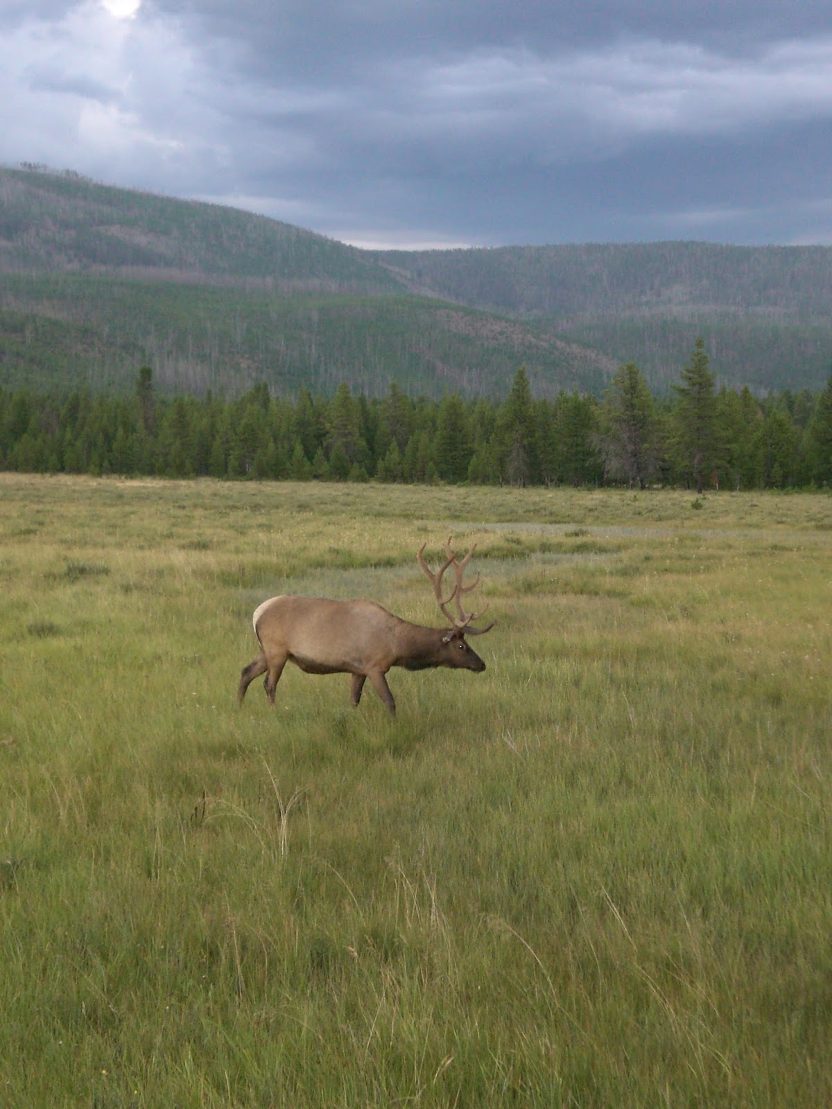 Grebe Lake Trail, Yellowstone National Park | CVGO