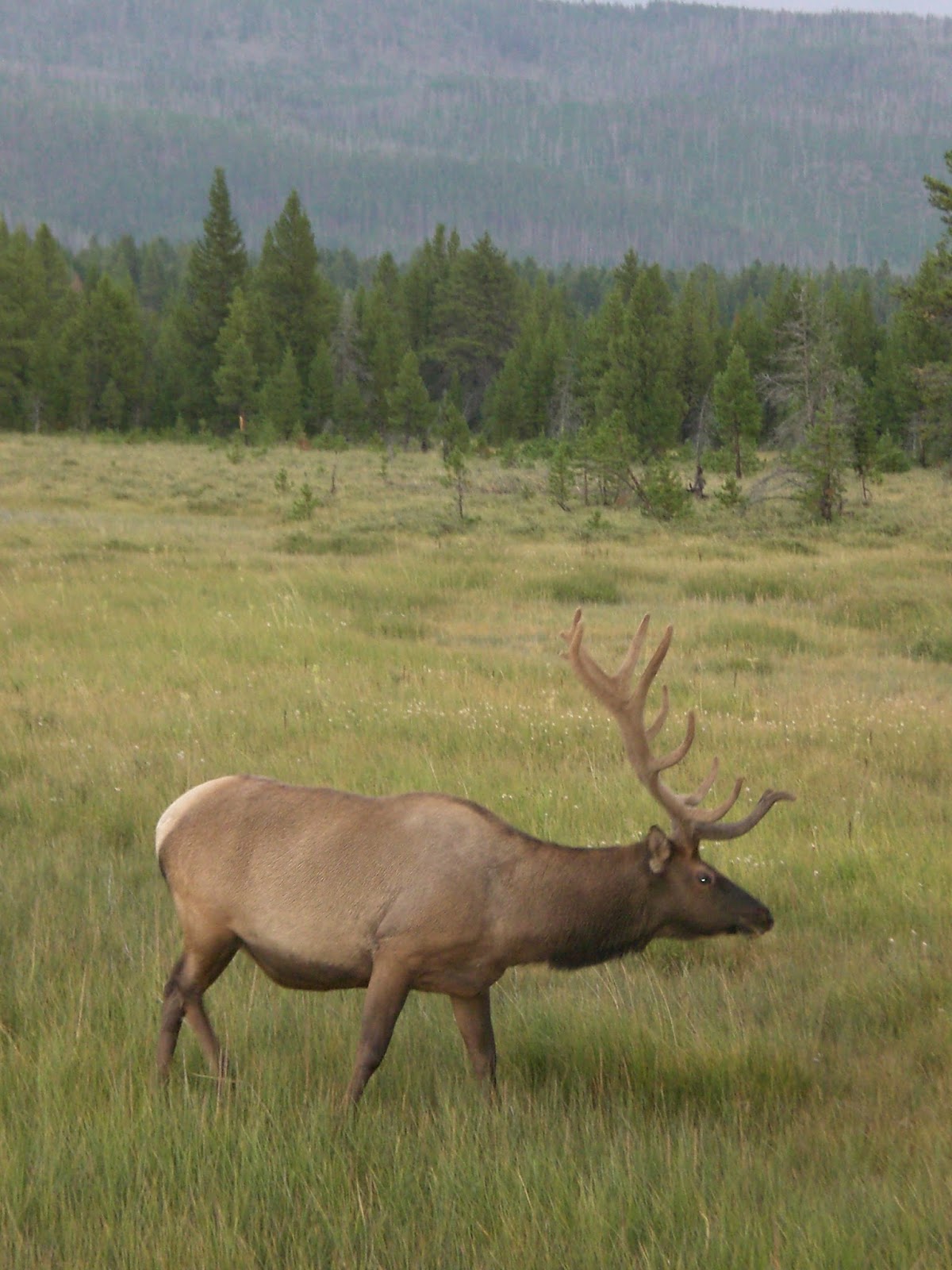 Grebe Lake Trail, Yellowstone National Park | CVGO