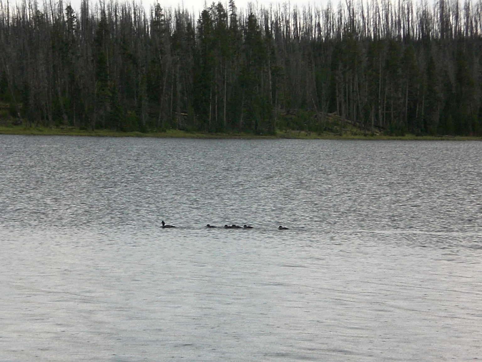 Grebe Lake Trail, Yellowstone National Park | CVGO