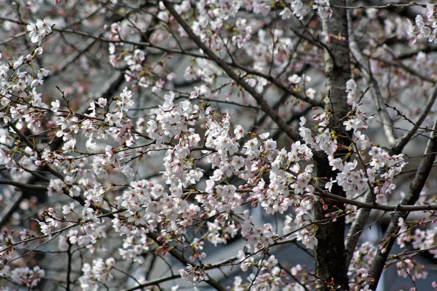 Cherry Blossoms in Kawashima, Japan | CVGO