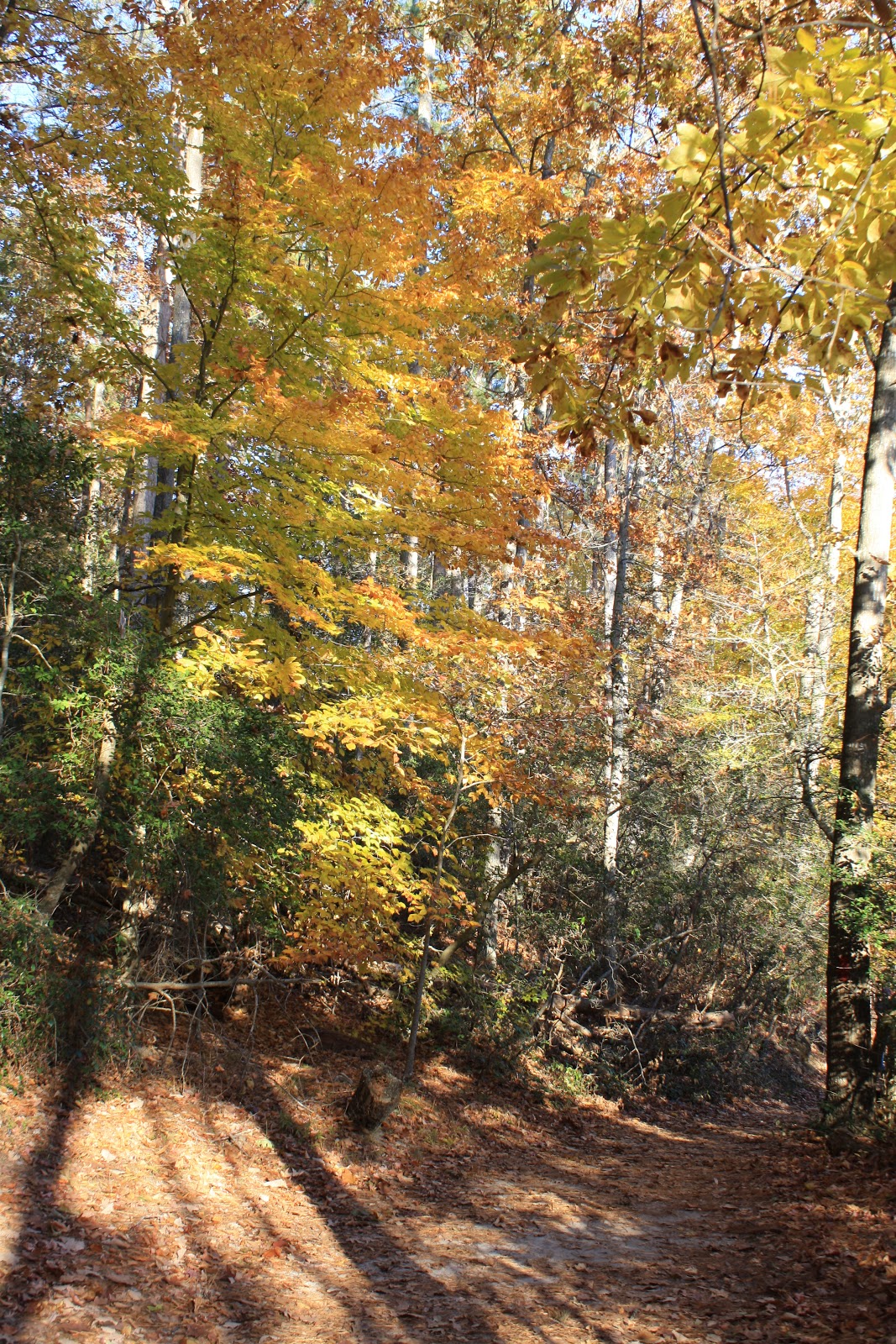 Fossil Hunting at Calvert Cliffs, Maryland | CVGO